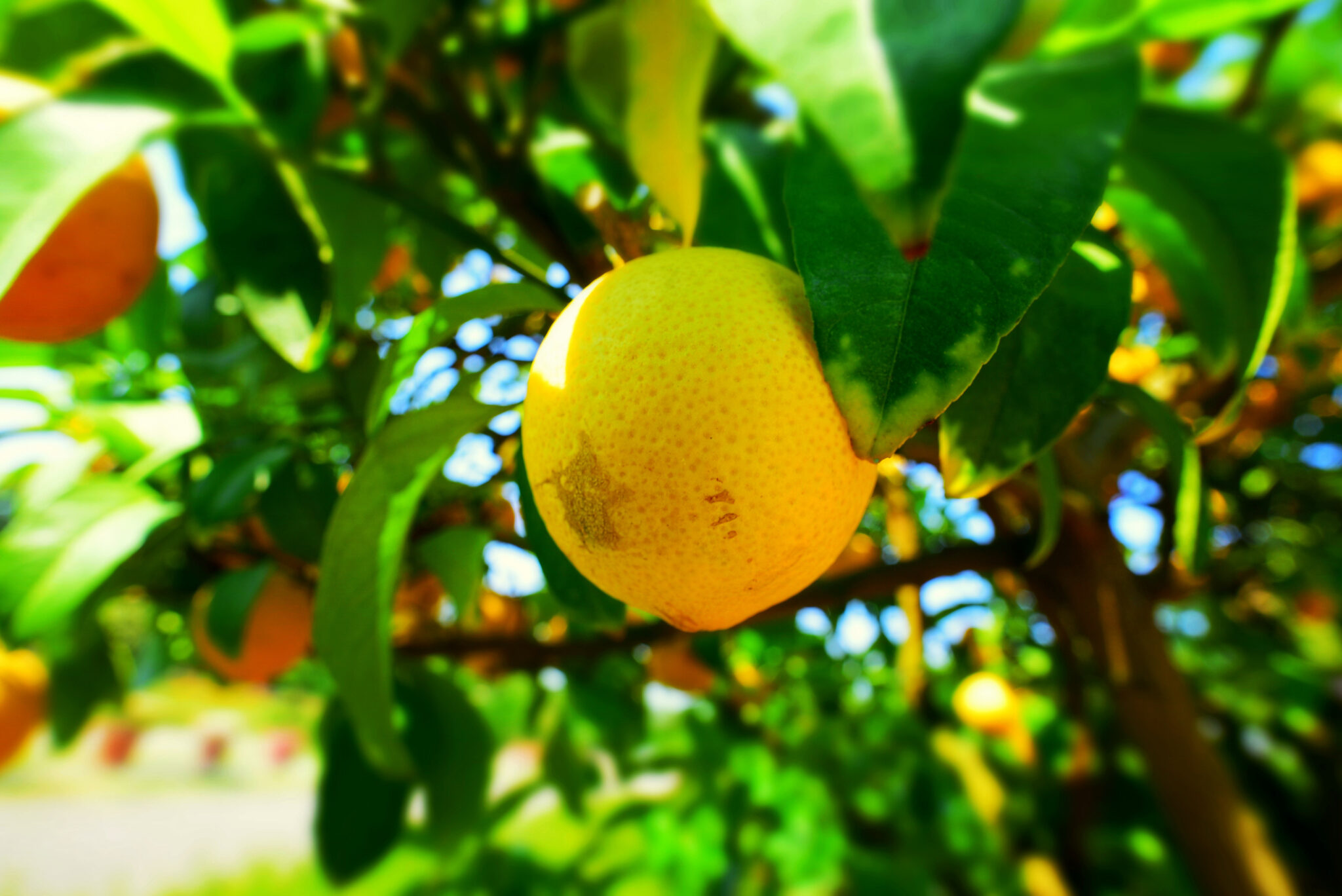 Die 7 beliebtesten Mittelmeerpflanzen