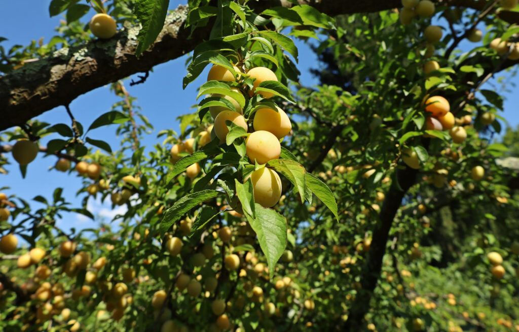 Die 7 beliebtesten Mirabellensorten