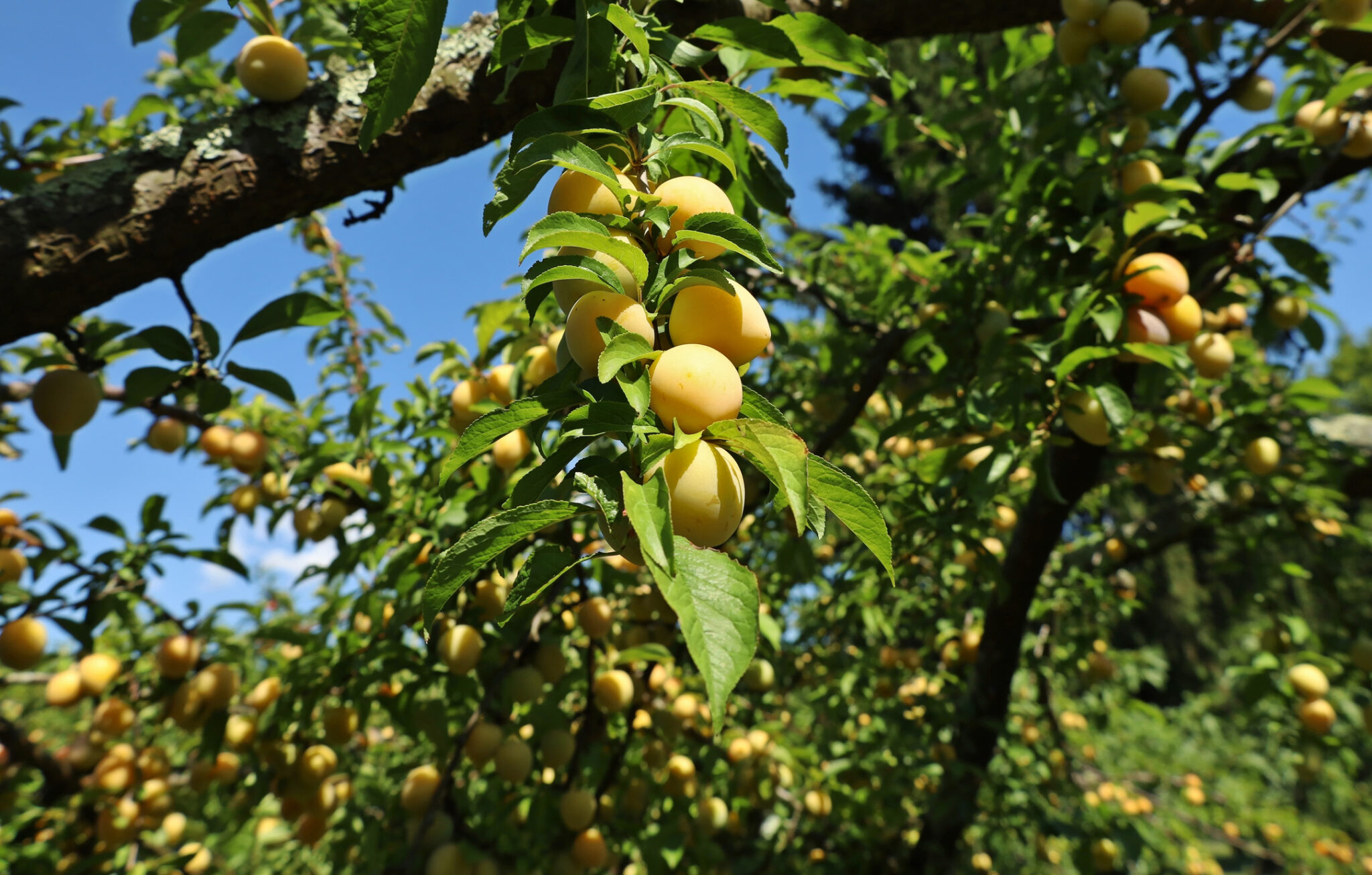 Die 7 beliebtesten Mirabellensorten