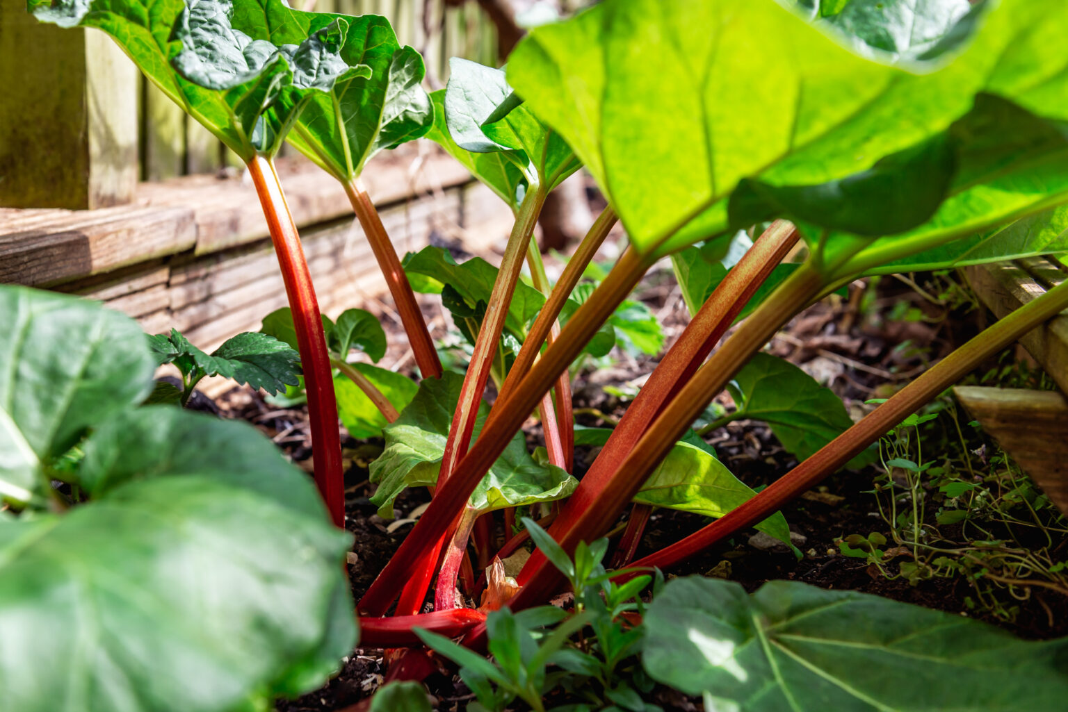 7 Most Popular Rhubarb Varieties