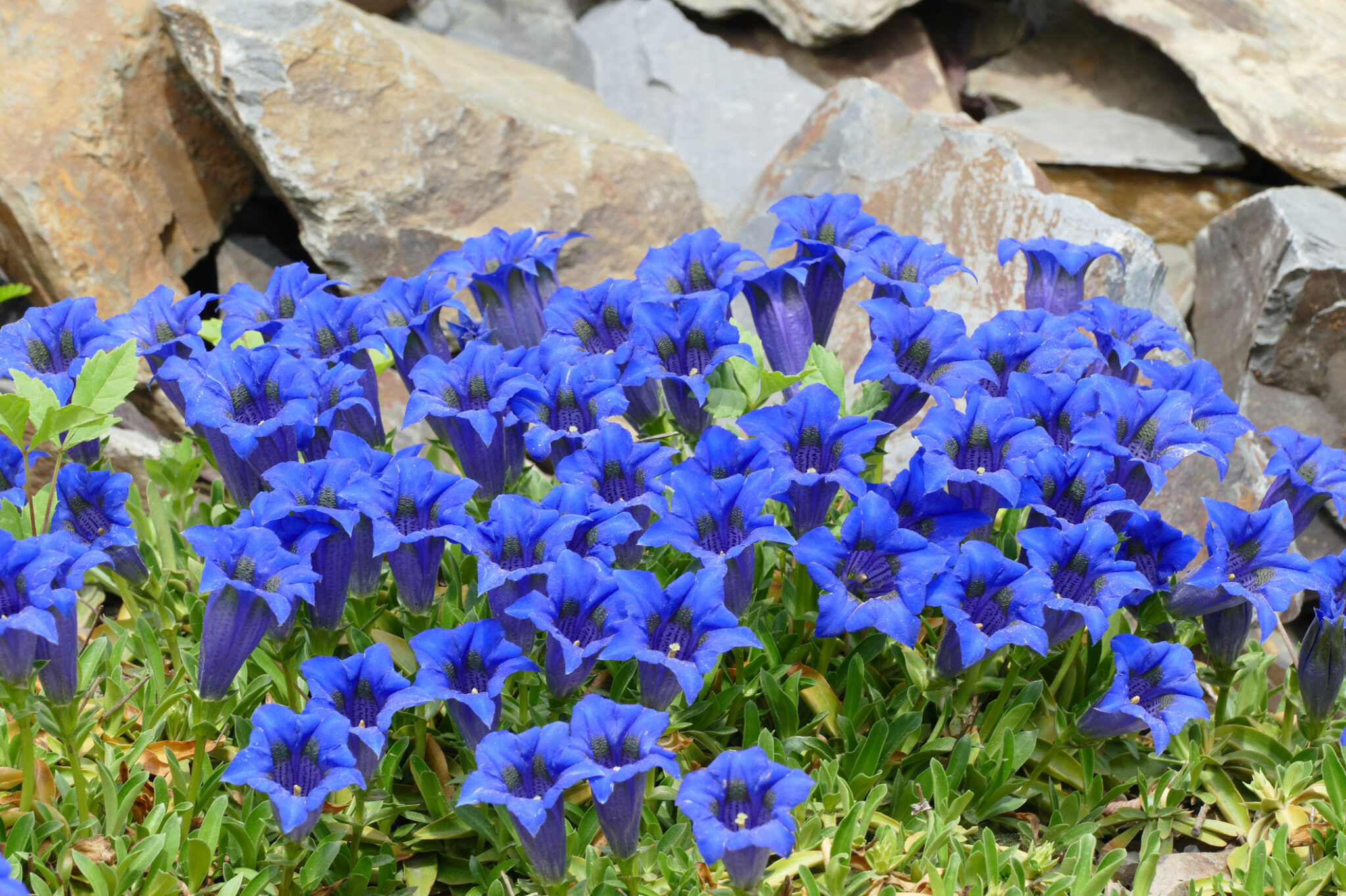 Die 7 beliebtesten blauen Frühlingsblumen