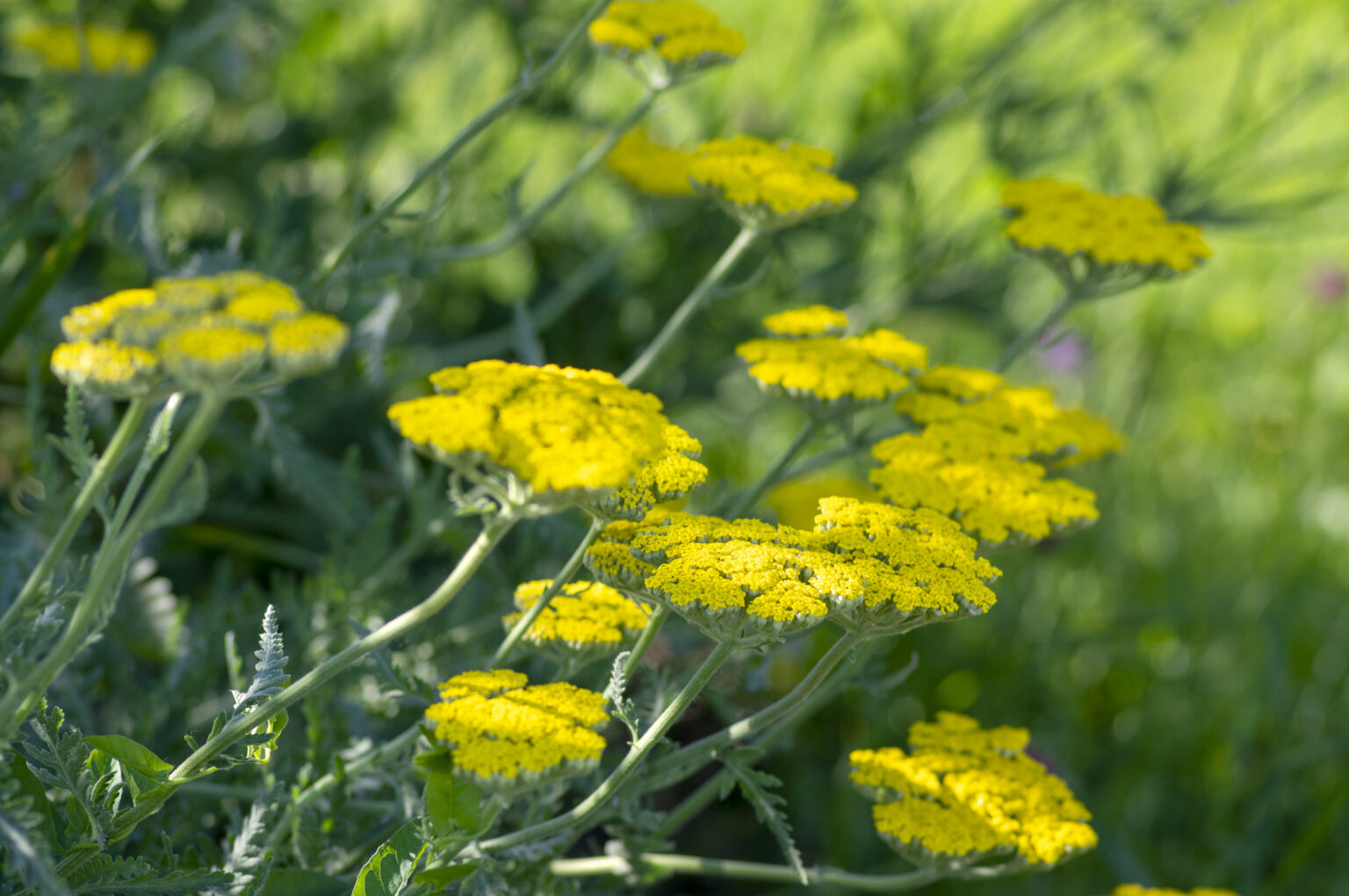 Staude Gelbe Blüten Hoch