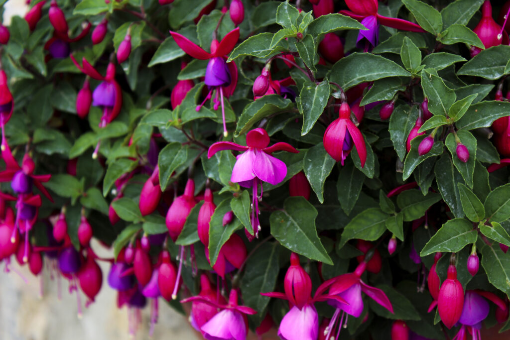Die 7 beliebtesten Hängeblumen