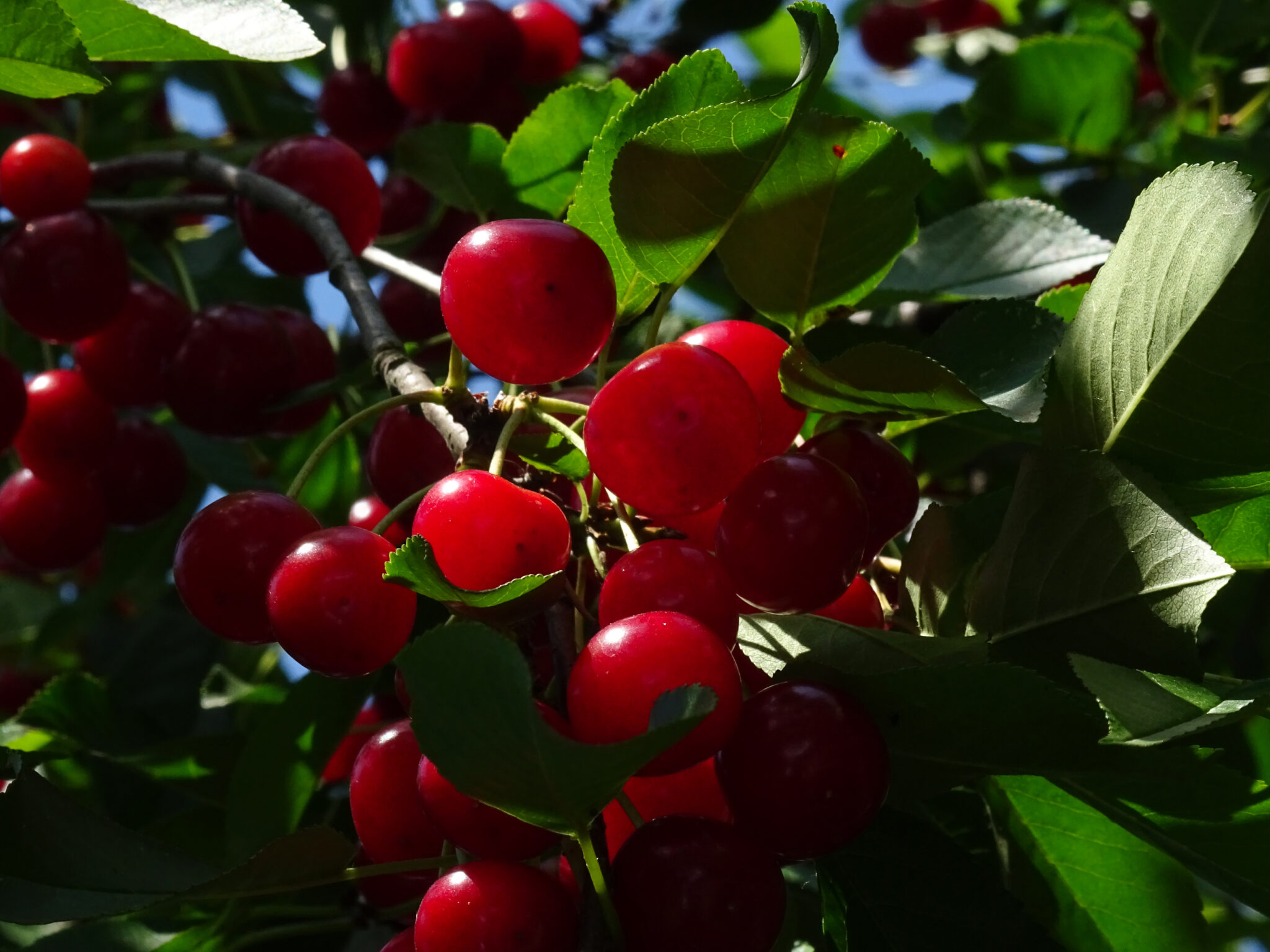 Die 7 beliebtesten Kirschsorten