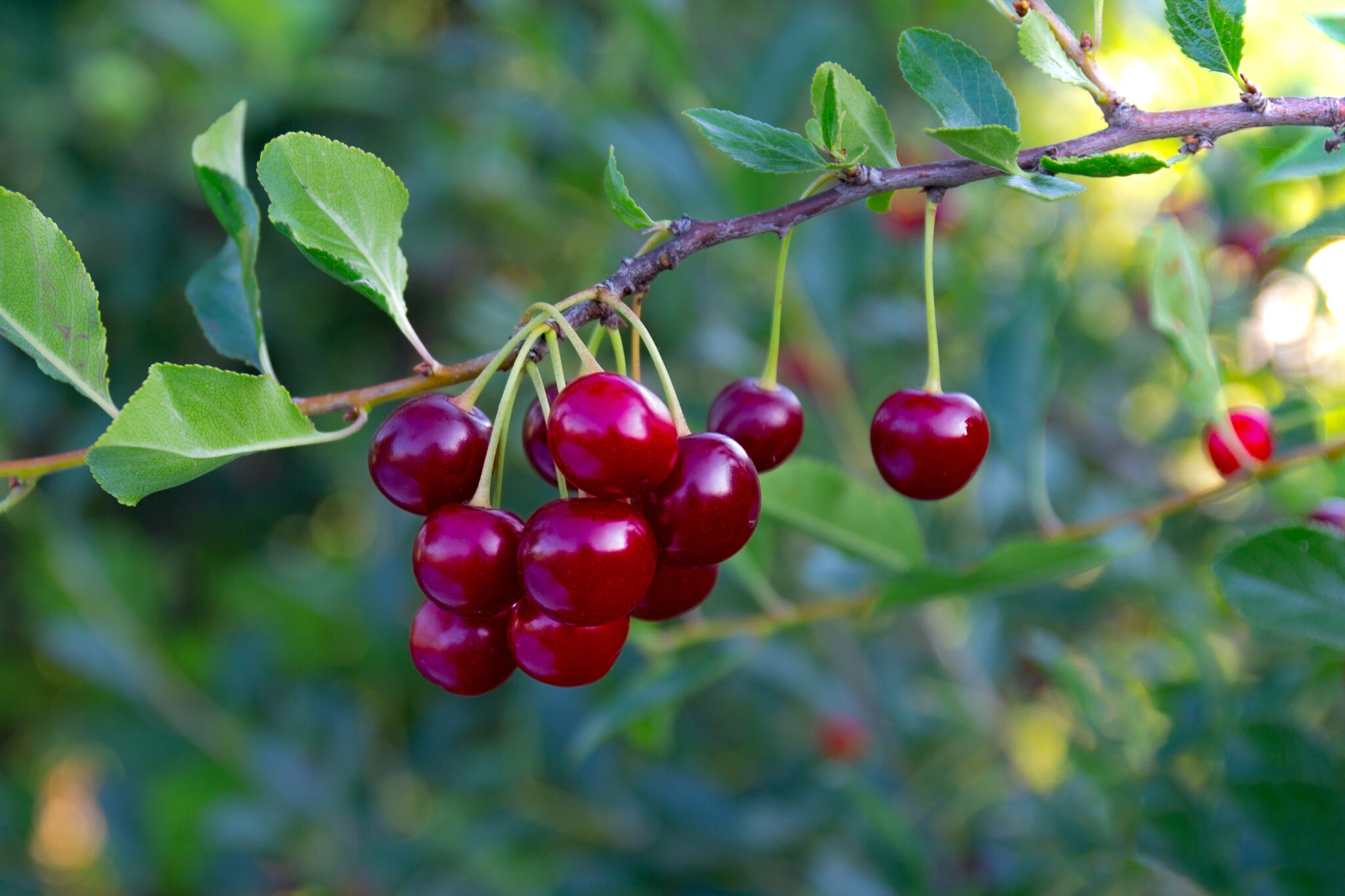 Die 7 beliebtesten Kirschsorten