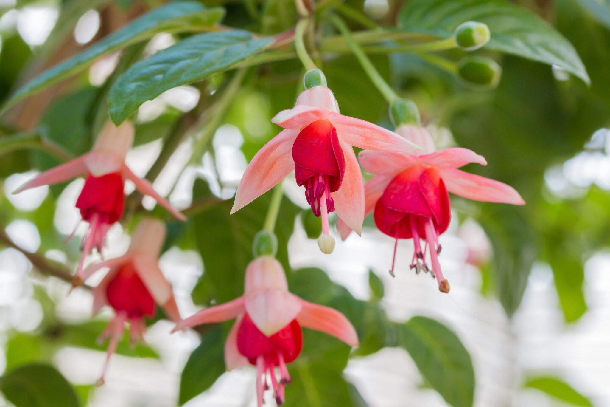 Die 7 beliebtesten winterharten Fuchsien