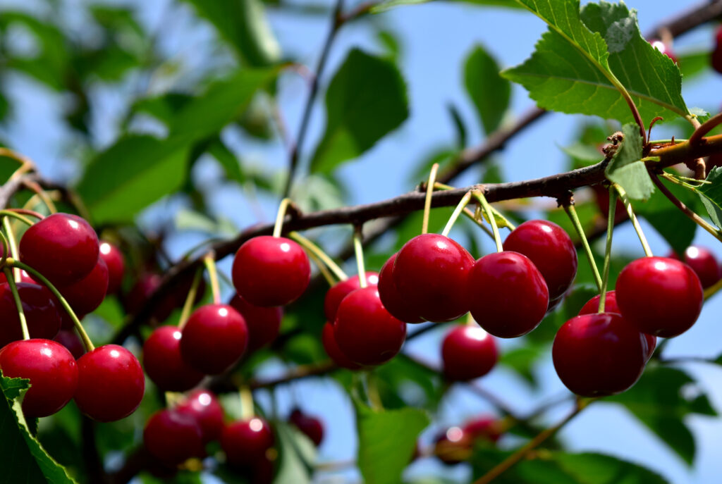 Die 7 beliebtesten Kirschsorten