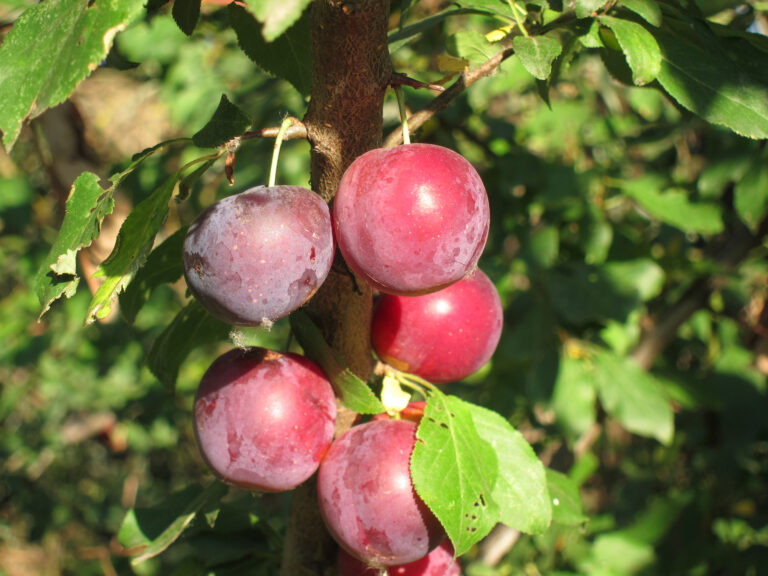 Die 7 beliebtesten Pflaumensorten
