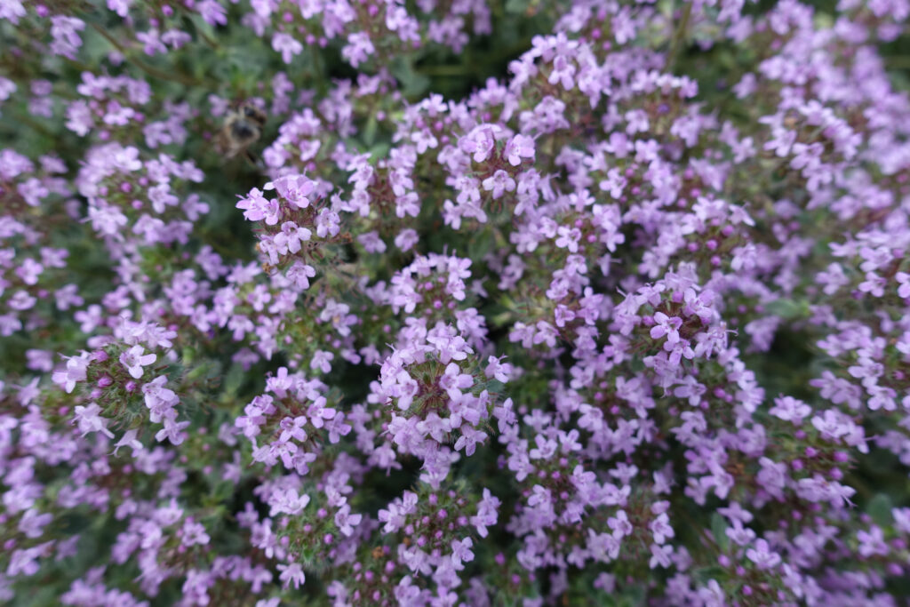Die 7 beliebtesten Bodendecker für einen Hang