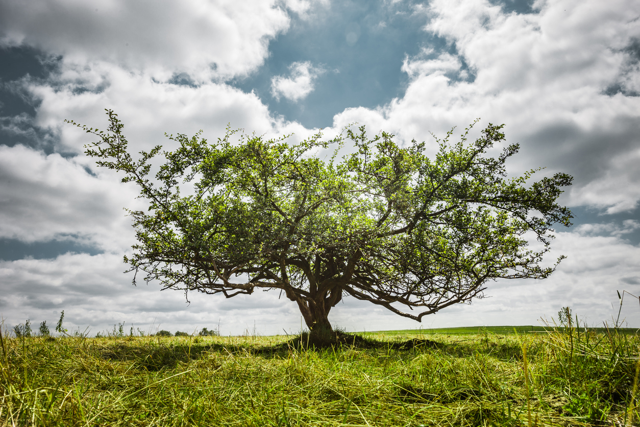 Wie alt kann ein Apfelbaum werden? - Wissenswertes zum Alter