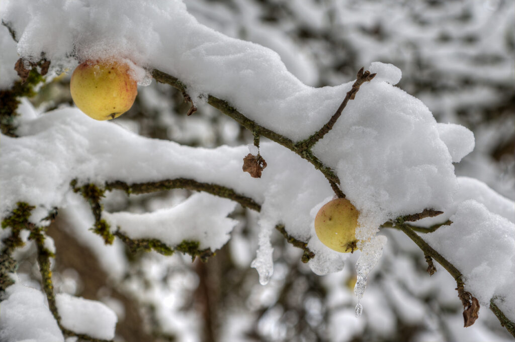 Apfelbaum im Winter - So schützen Sie ihn vor Frost Apfelbaum im Winter - So schützen Sie ihn vor Frost