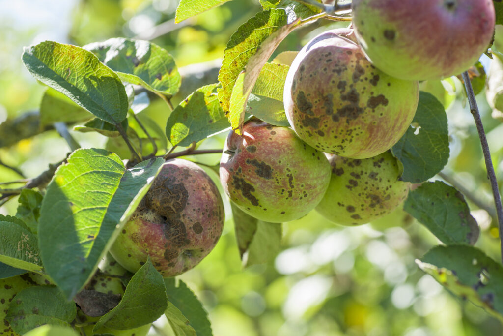Krankheiten am Apfelbaum - Symptome erkennen und behandeln
