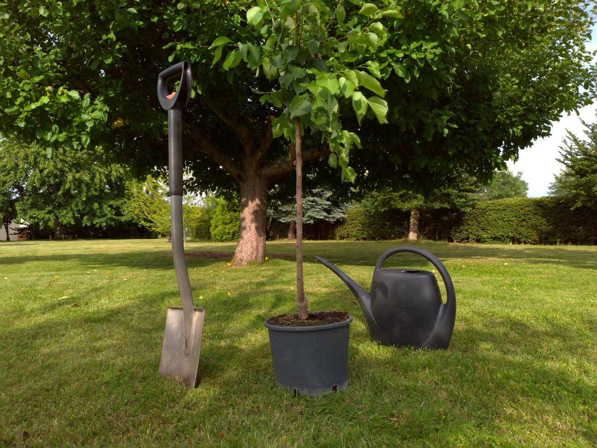 How to Plant Apple Tree Saplings for a Rich Harvest
