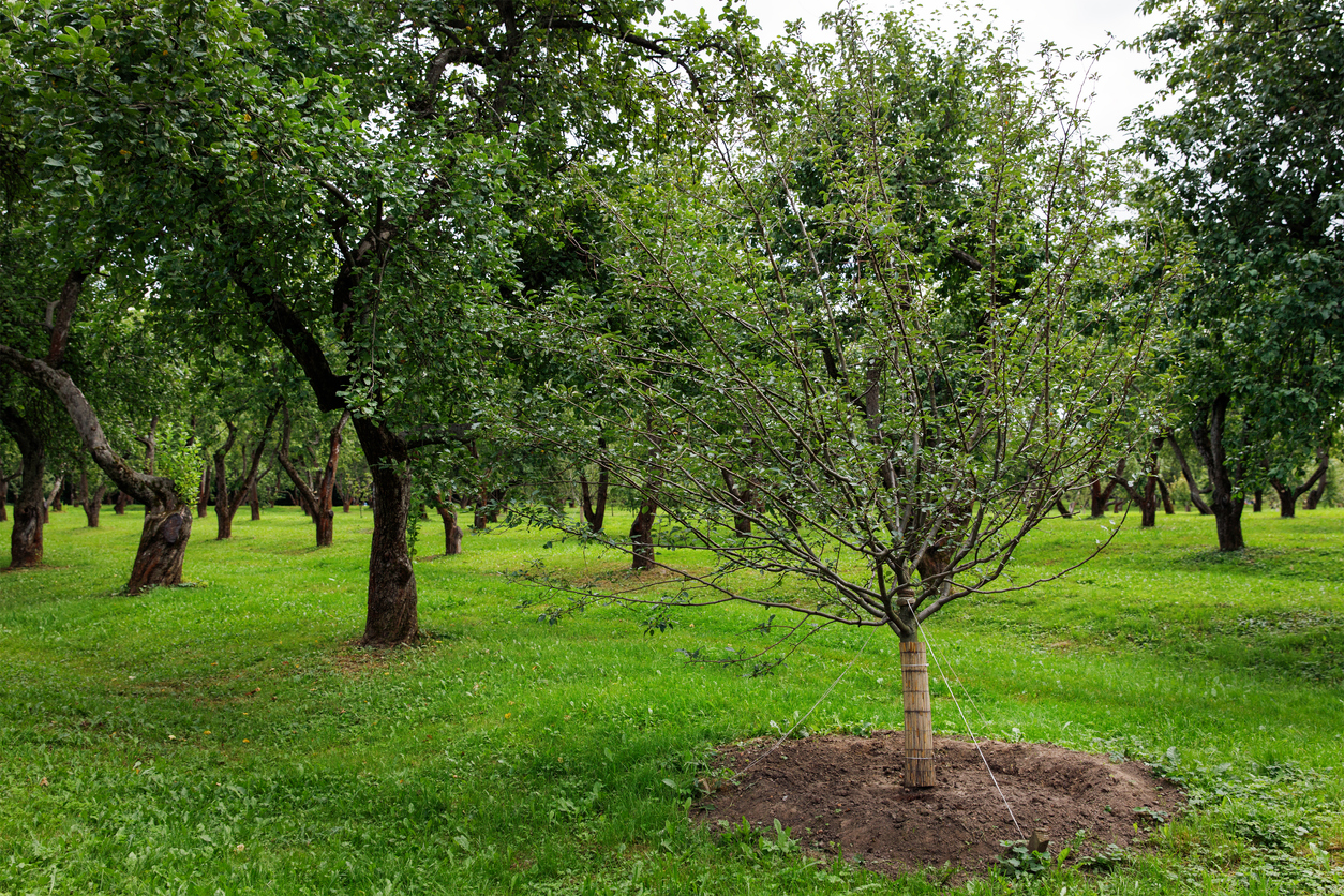 Die Wurzeln vom Apfelbaum - Was Sie wissen sollten