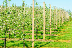 Der richtige Abstand für Spalierobst - So hat es Platz zum Wachsen