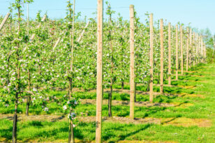 Der richtige Abstand für Spalierobst - So hat es Platz zum Wachsen