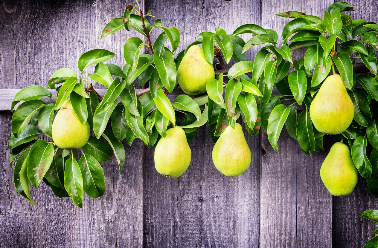 How to Grow and Train Espalier Pear Trees