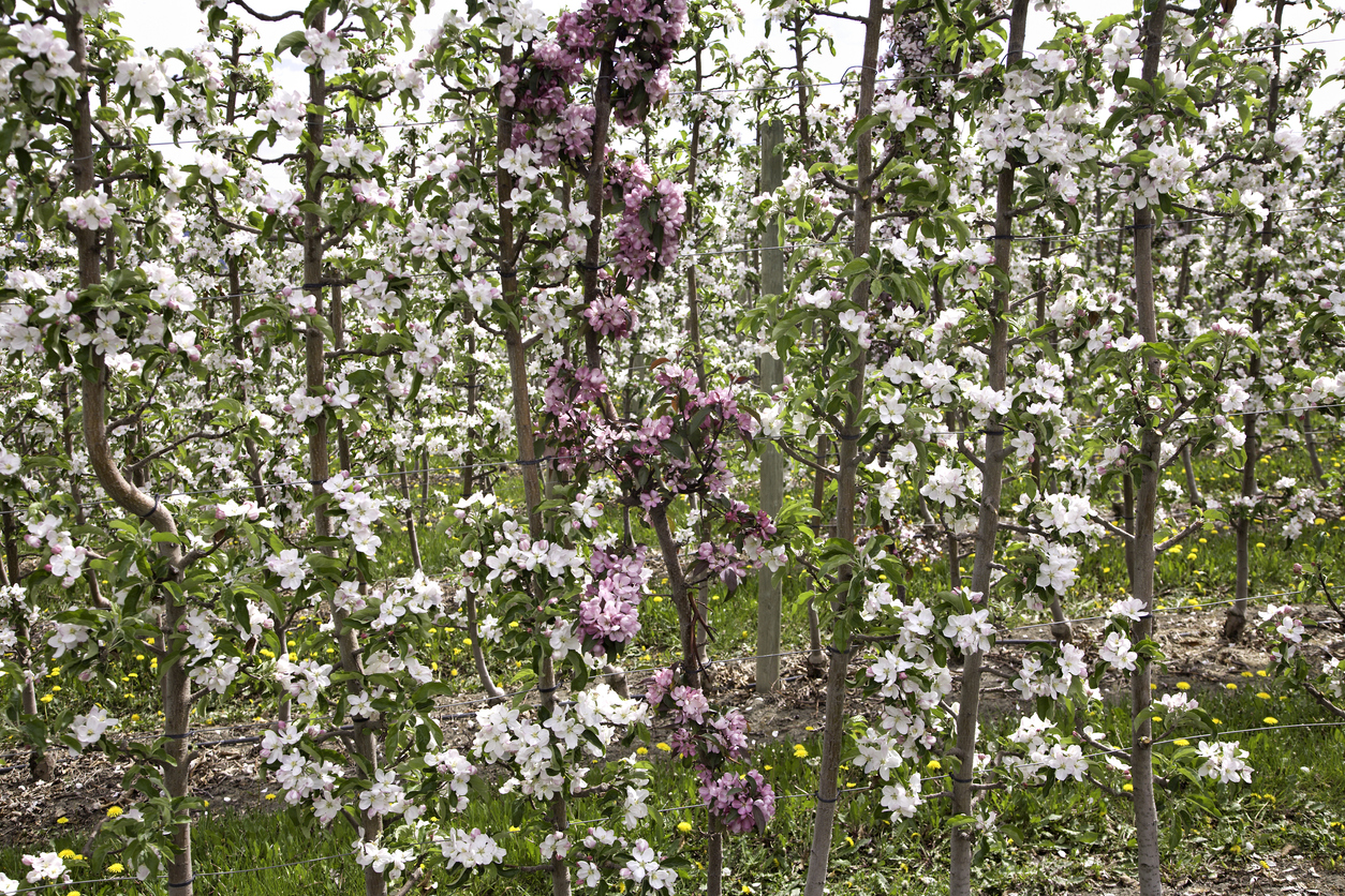 Die Kirsche als Spalierobst erziehen - So gelingt's garantiert