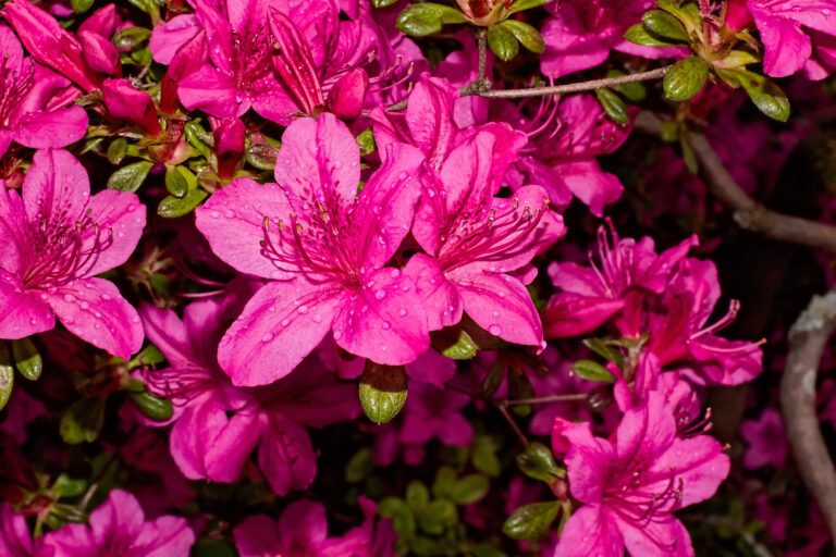 Die 7 beliebtesten kleinen Zimmerpflanzen