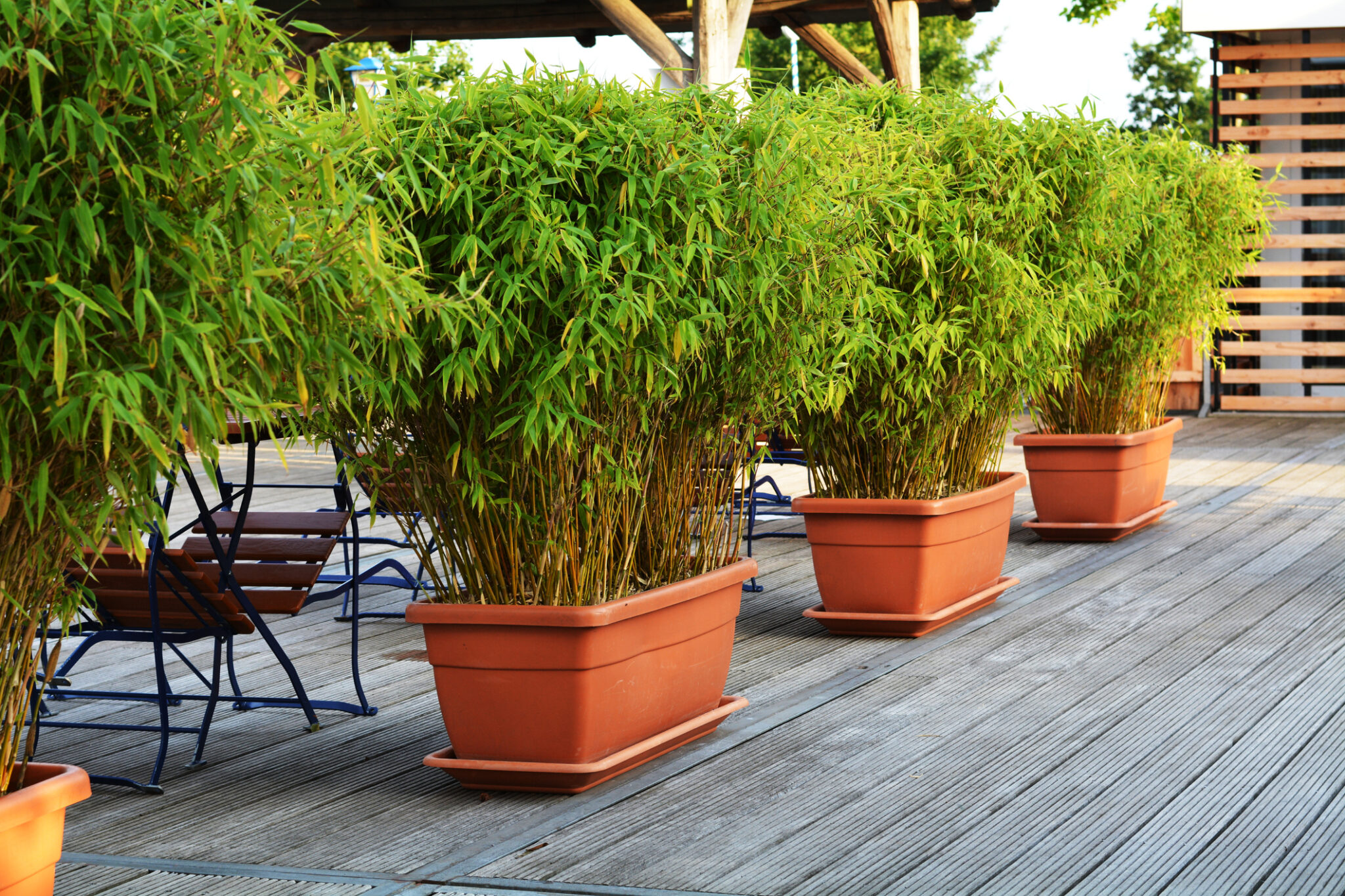 Pflanzen Terrasse Sichtschutz