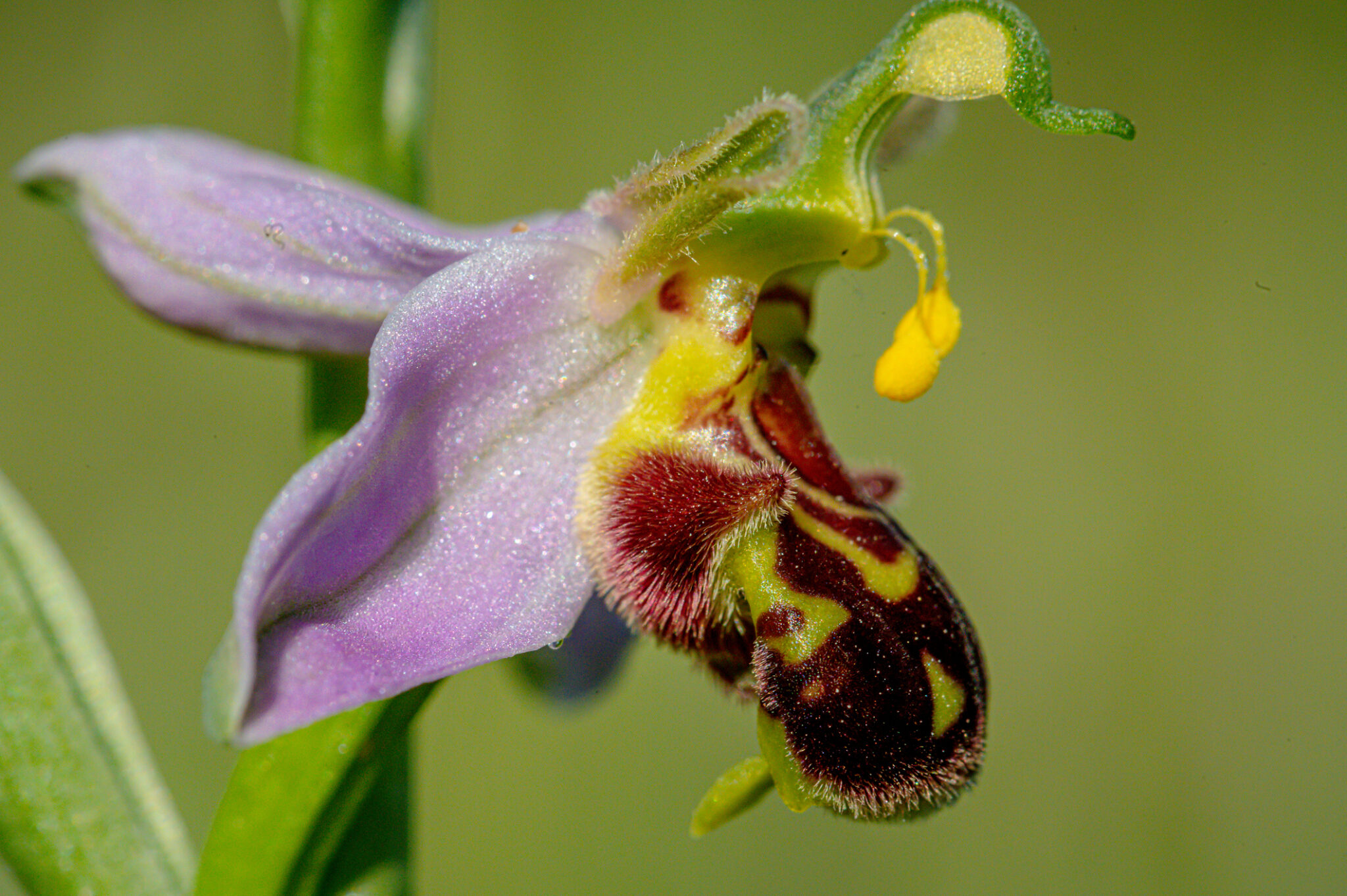 7 Most Popular Wild Orchid Species