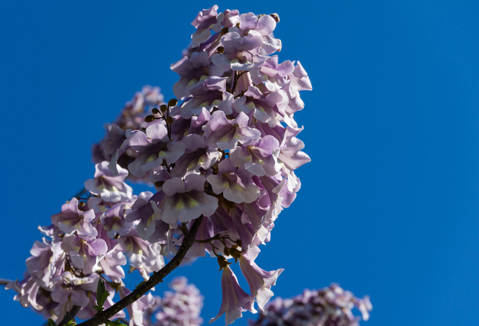 7 Best Umbrella-Shaped Trees for Your Garden