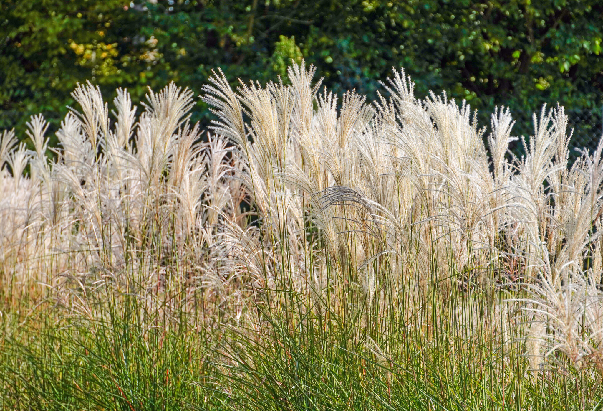 9 Best Tall Ornamental Grasses for Your Garden