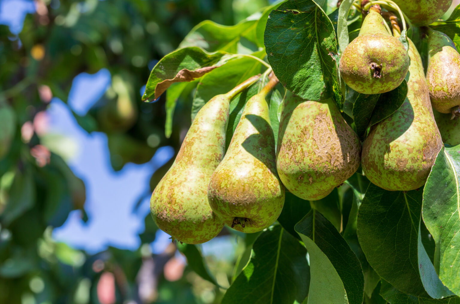 The 7 Most Popular Pear Varieties