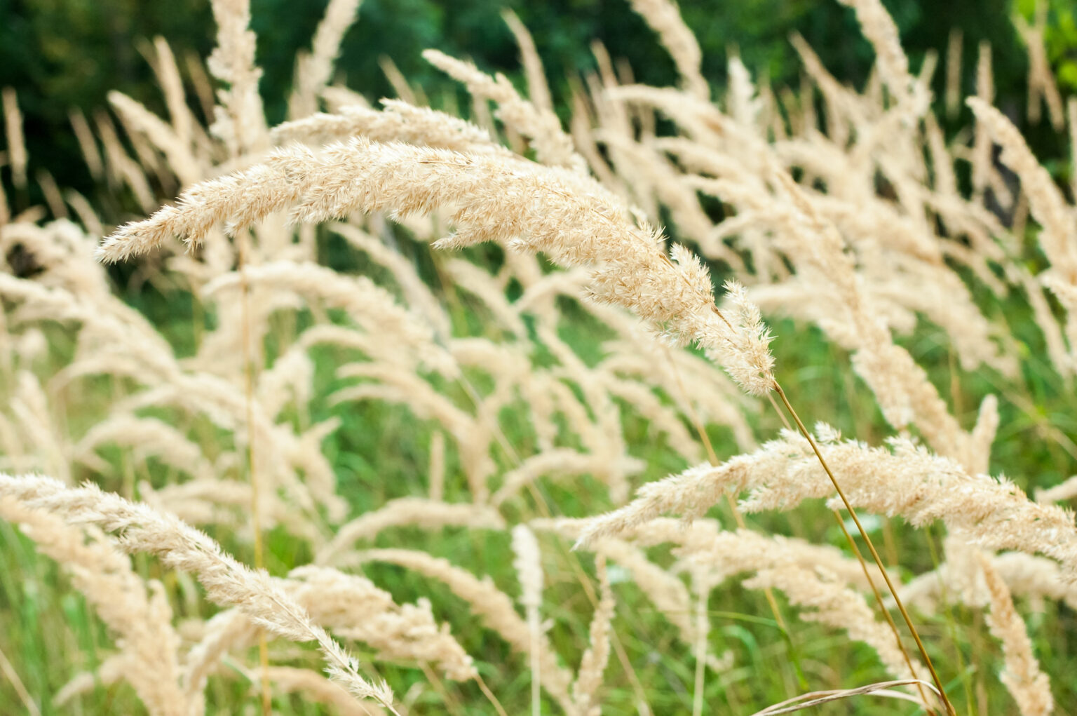 Die 7 beliebtesten Gräser für den Balkon