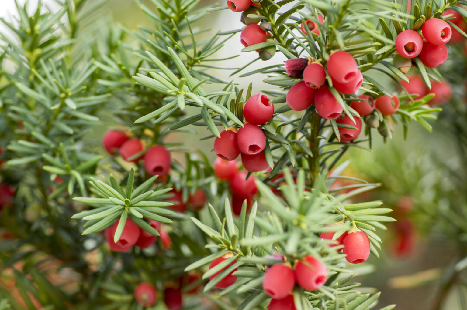 7 Most Popular and Beautiful Garden Trees