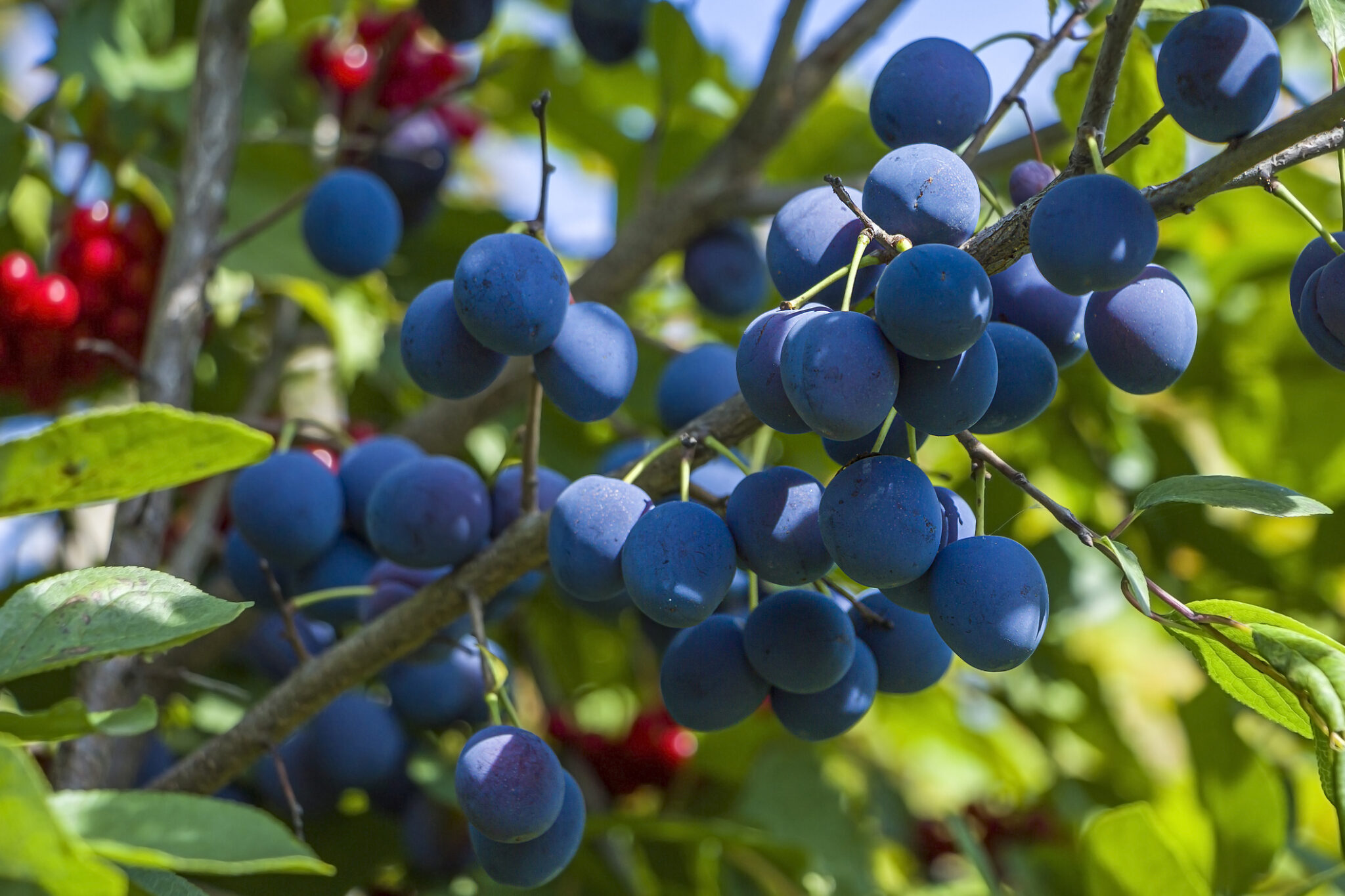 The 7 Most Popular Plum Varieties