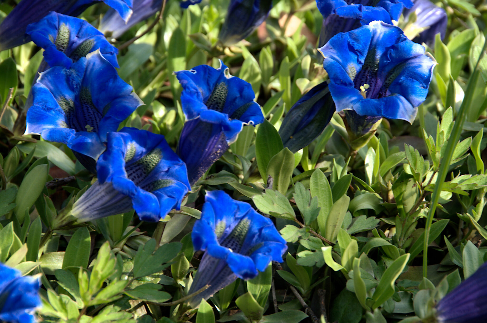 Die 7 beliebtesten blauen Blumen