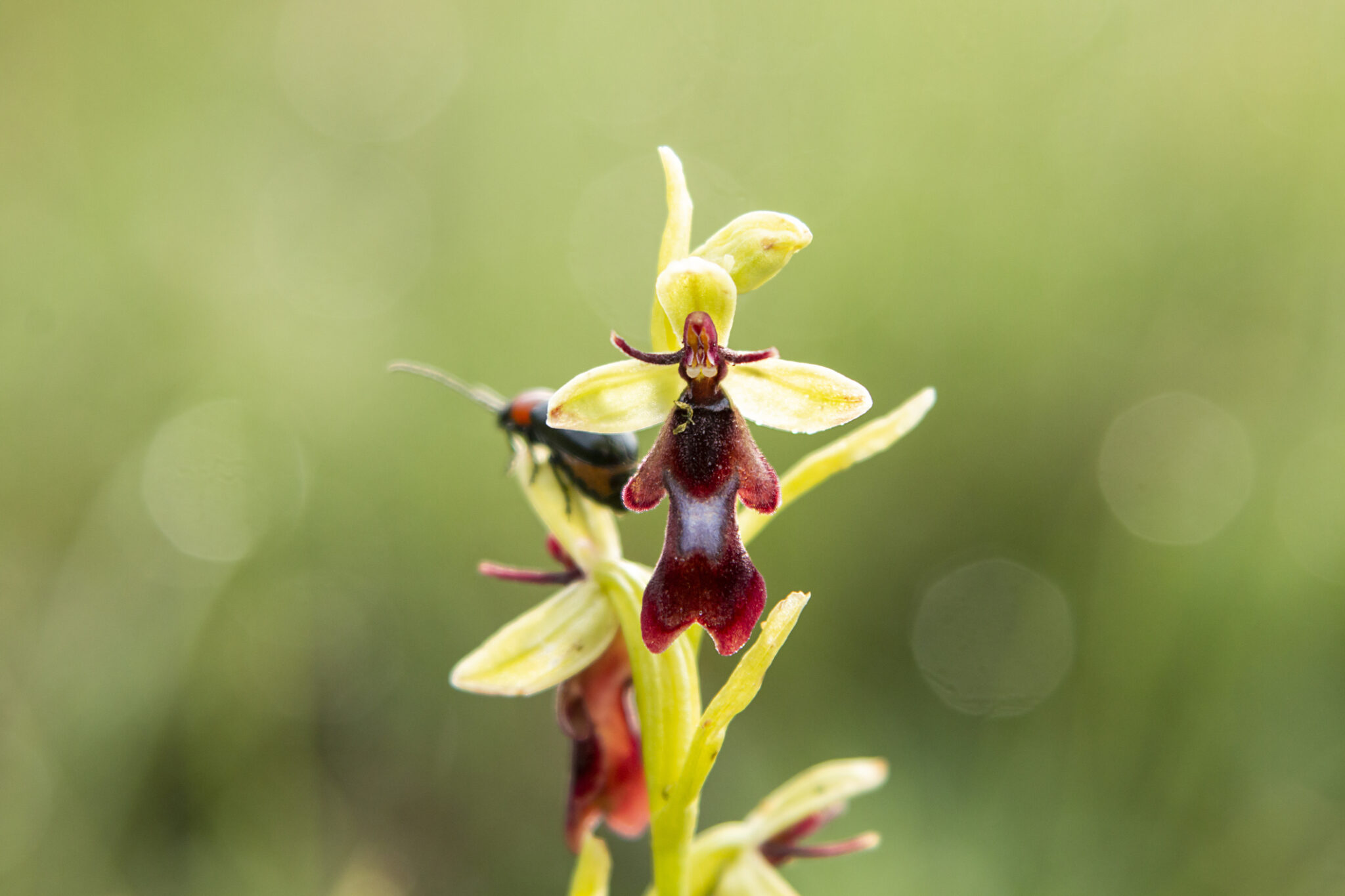 Die 7 beliebtesten wilden Orchideen