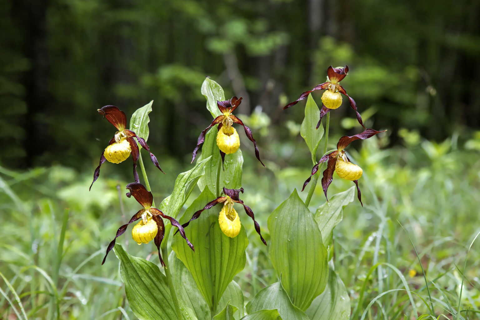 Die 7 beliebtesten wilden Orchideen