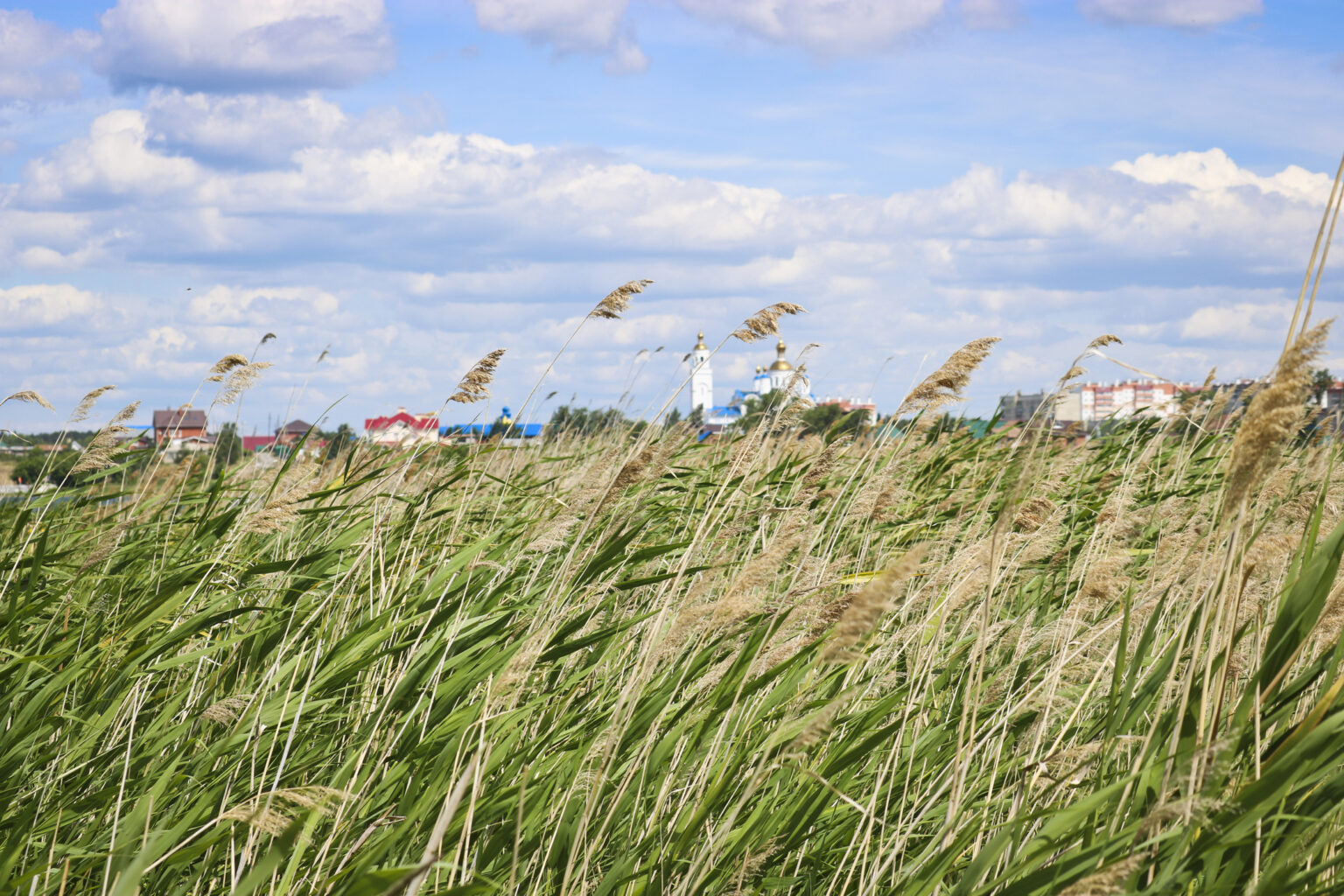 9 Best Tall Ornamental Grasses for Your Garden
