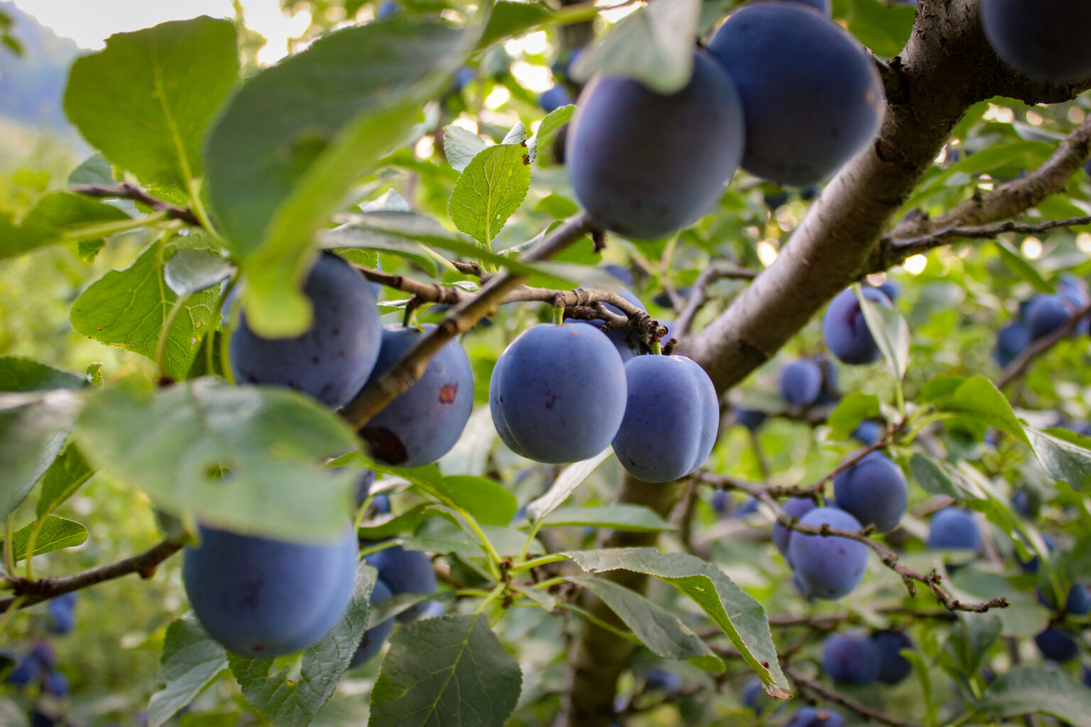 The 7 Most Popular Plum Varieties