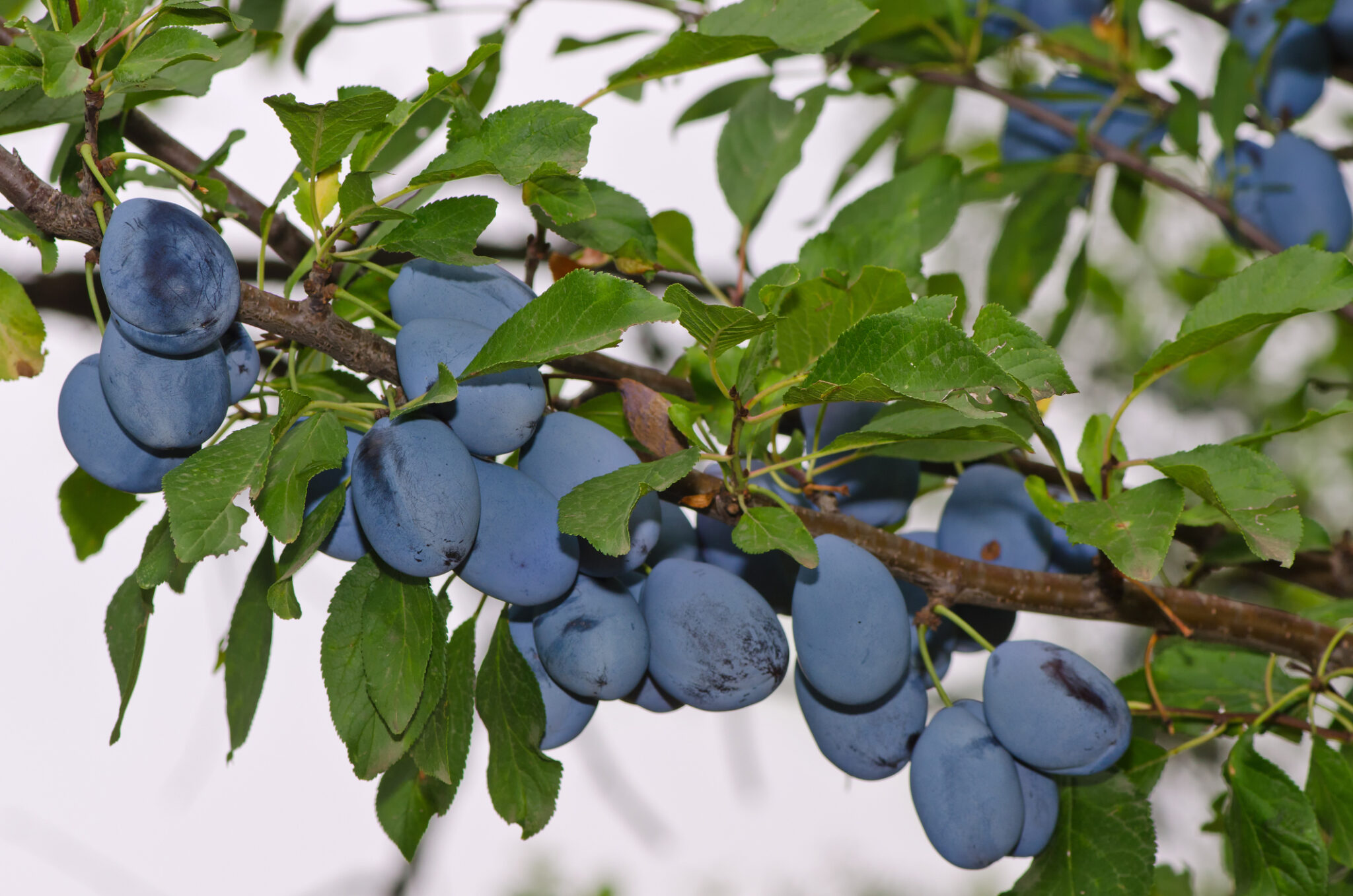Die 7 beliebtesten Zwetschgen Sorten