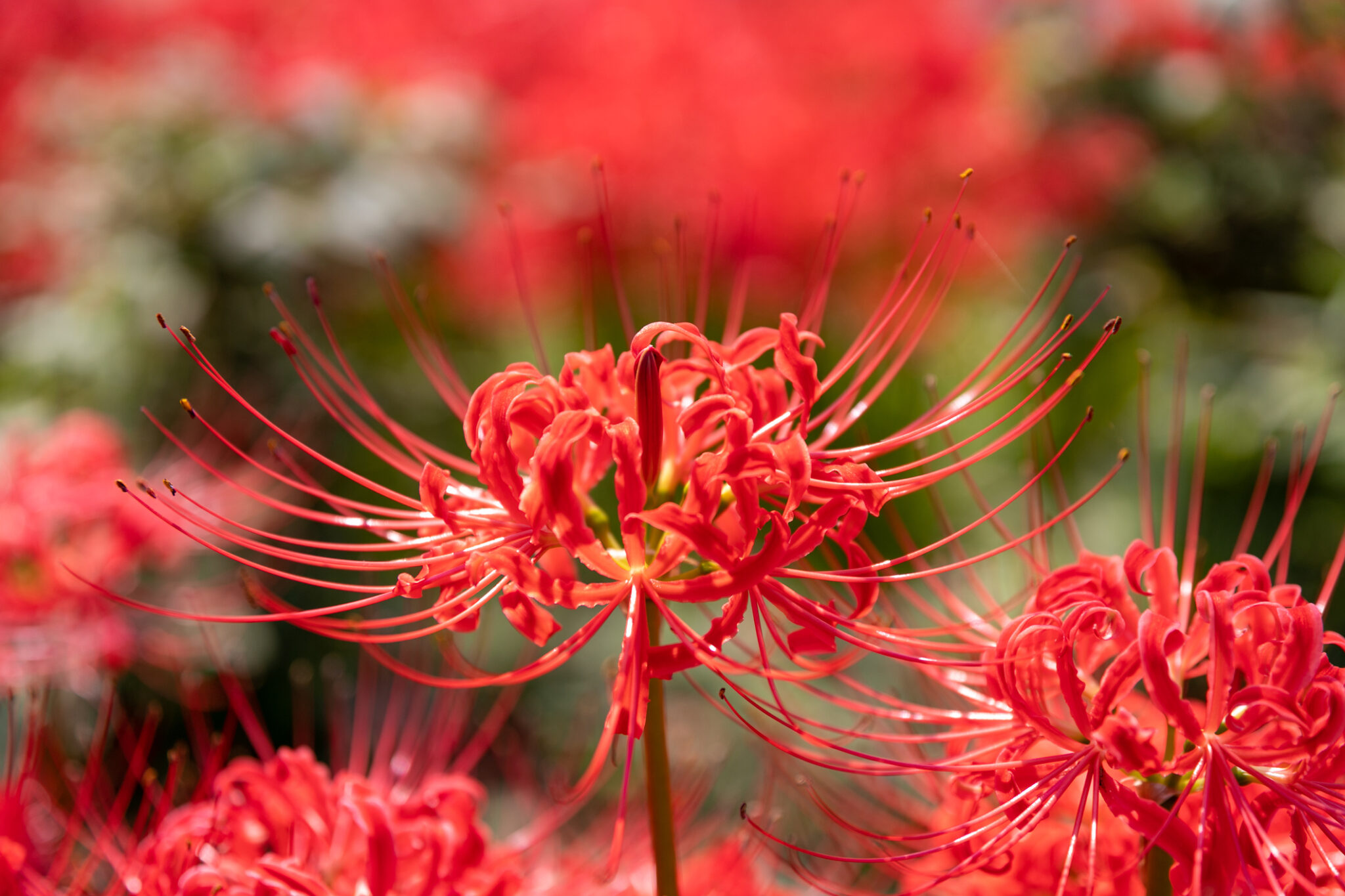 9 Most Popular Japanese Flowers