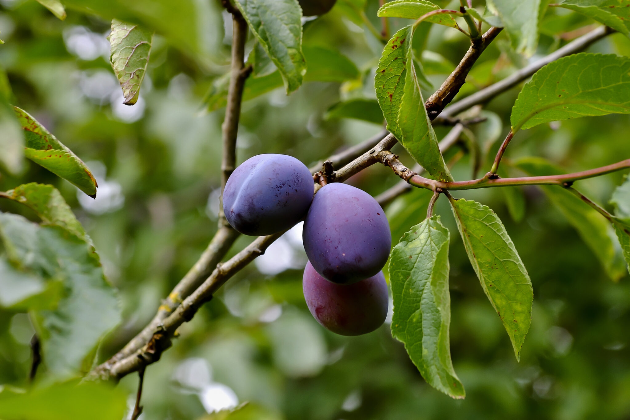 The 7 Most Popular Plum Varieties