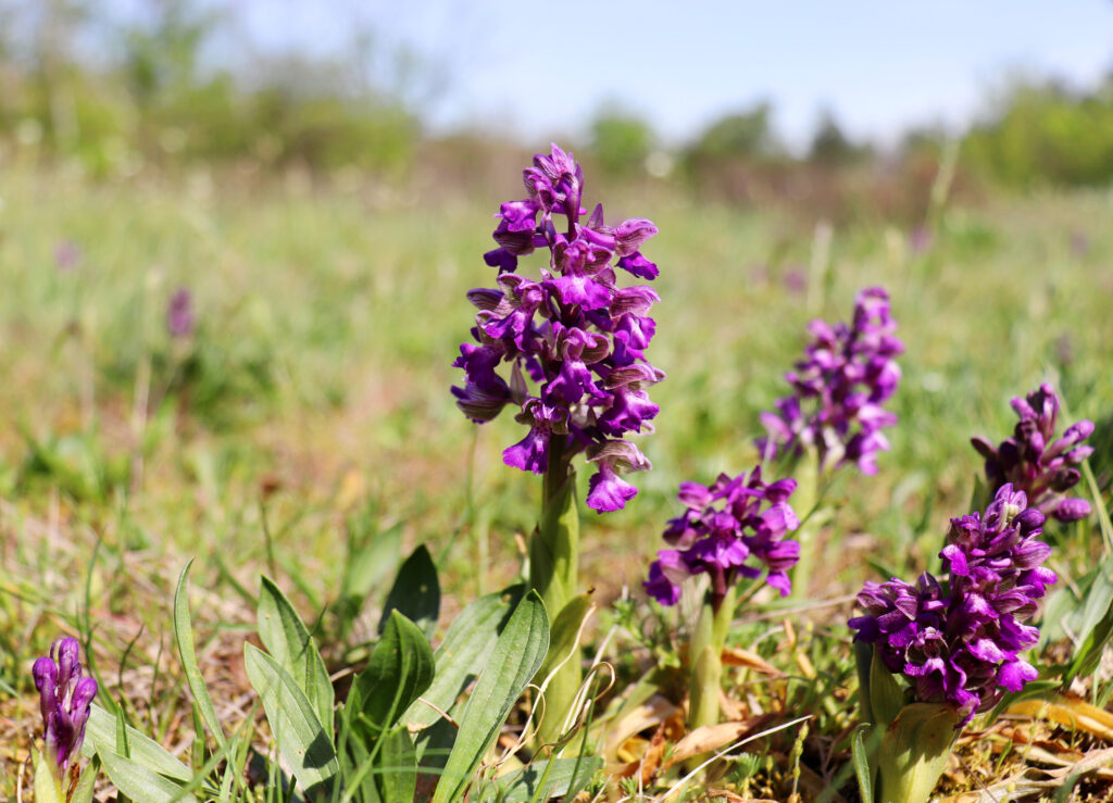 Die 7 beliebtesten wilden Orchideen