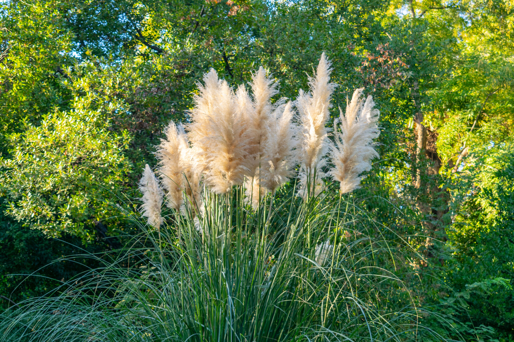 Die 9 beliebtesten hochwachsenden Gräser