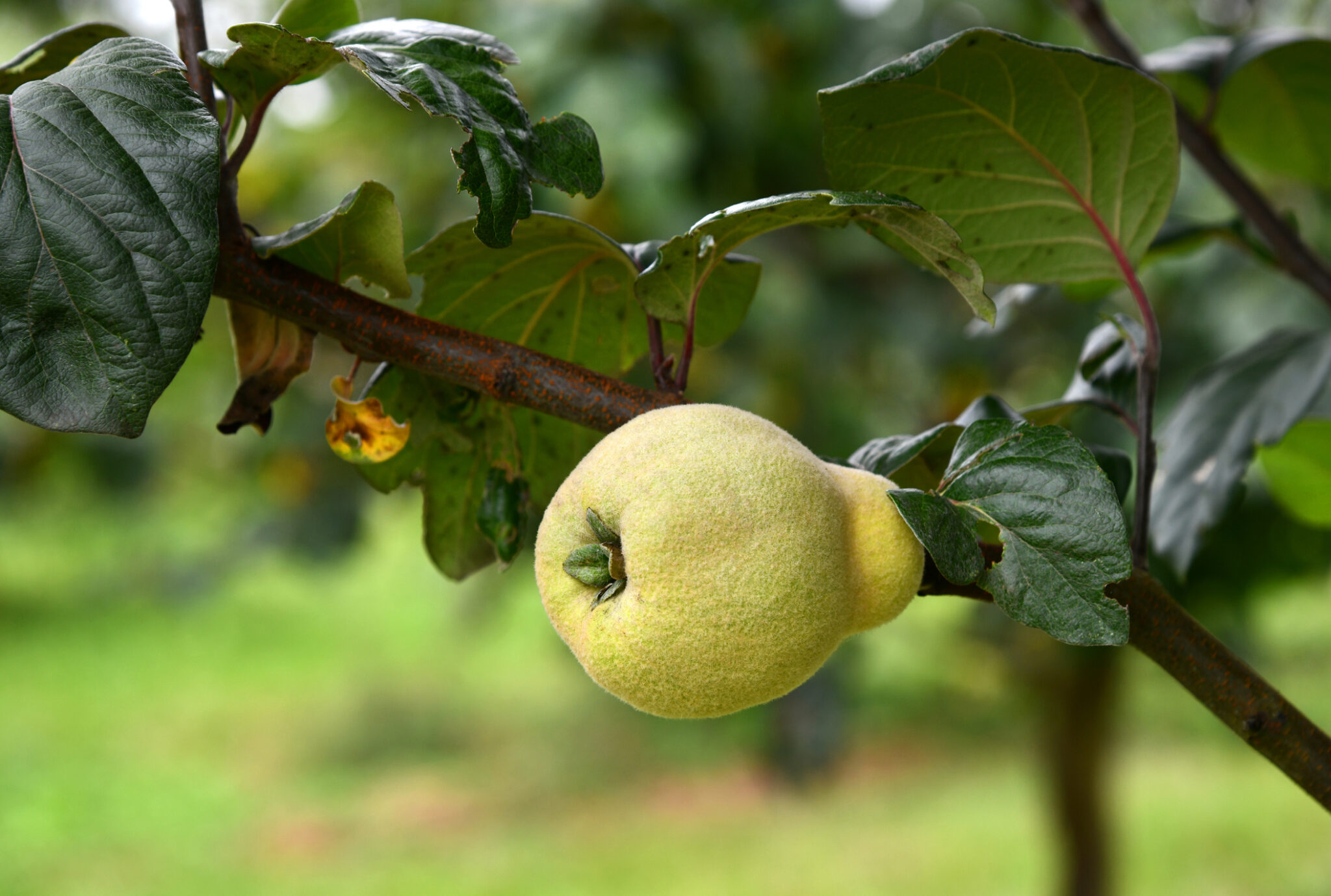 Die 7 beliebtesten türkischen Früchte