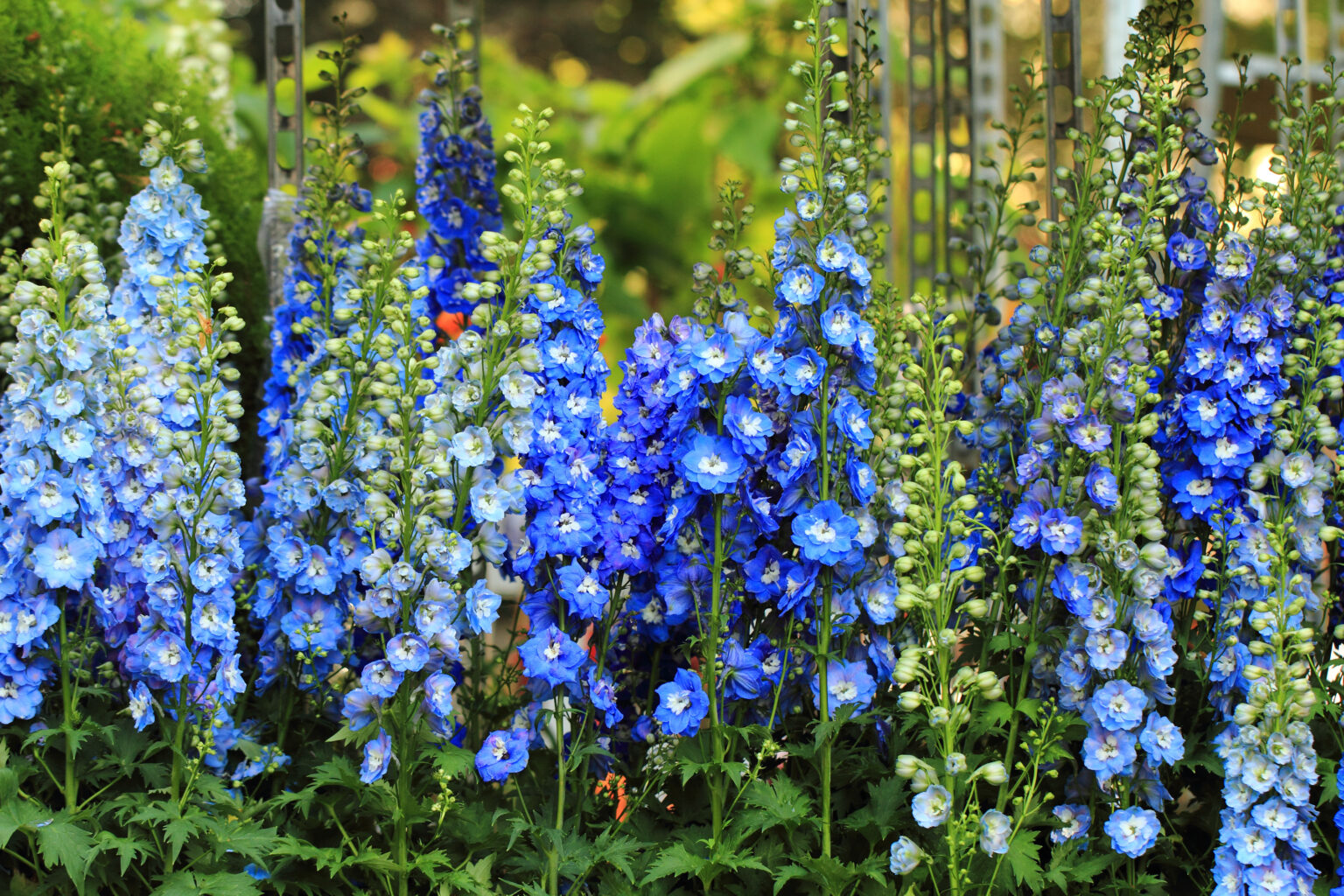 Blaue Stauden Sommer