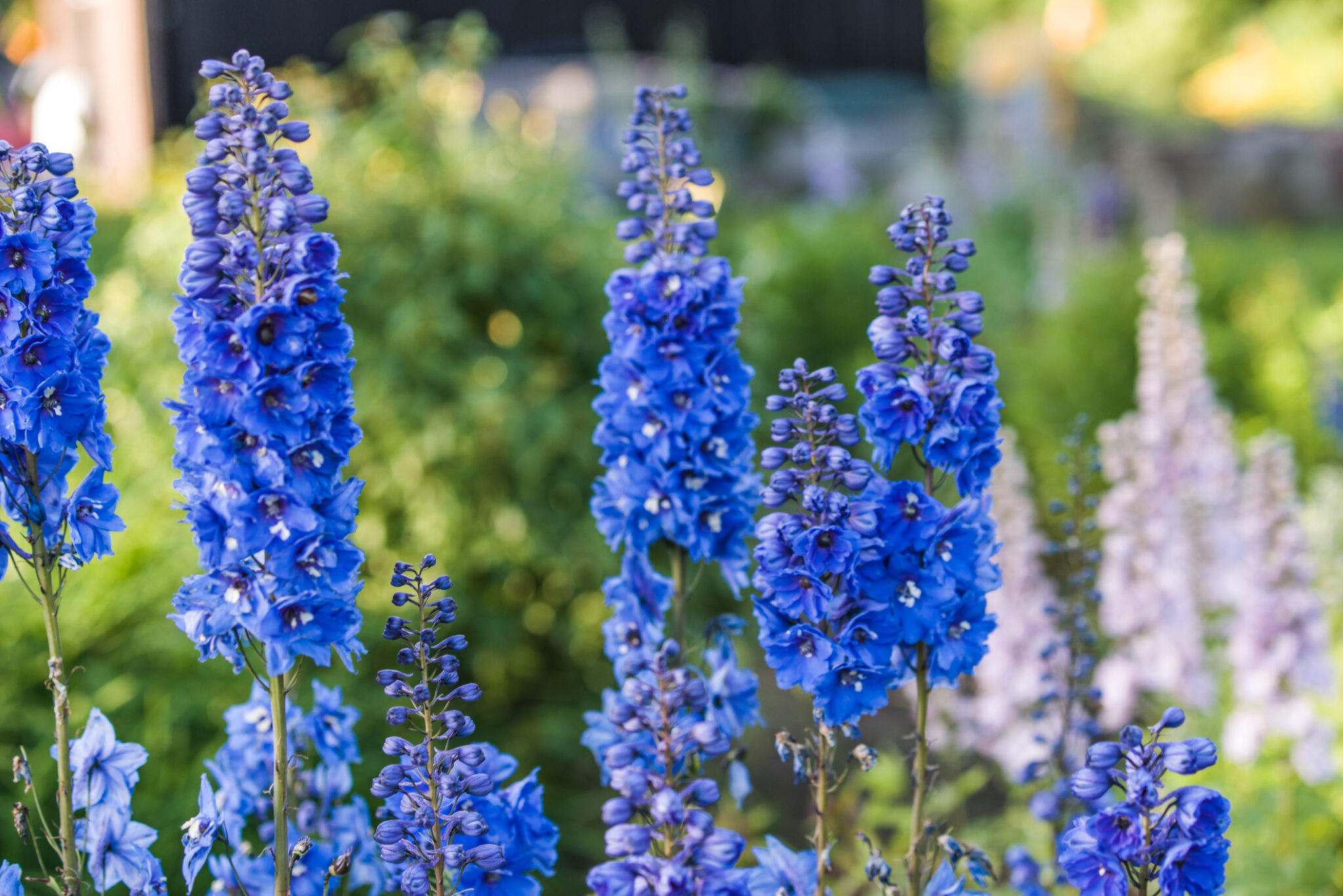 Die 7 beliebtesten blauen Blumen