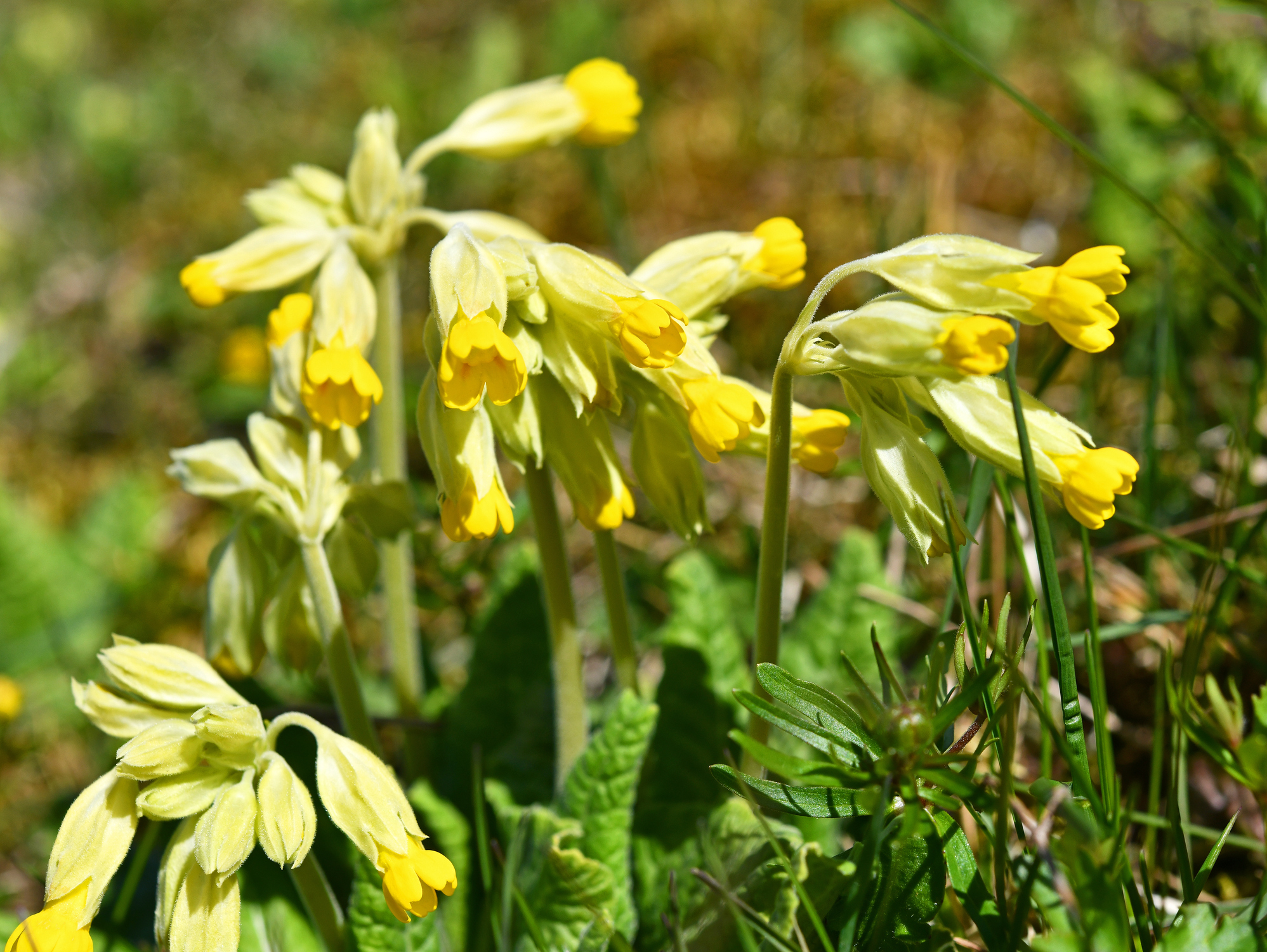 Die 9 beliebtesten Wiesenblumen