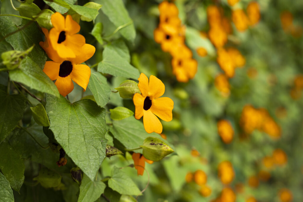 Die 7 beliebtesten Rankpflanzen