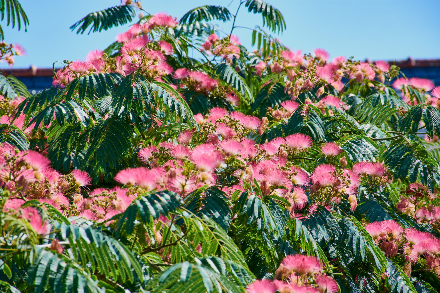 7 Best Umbrella-Shaped Trees for Your Garden
