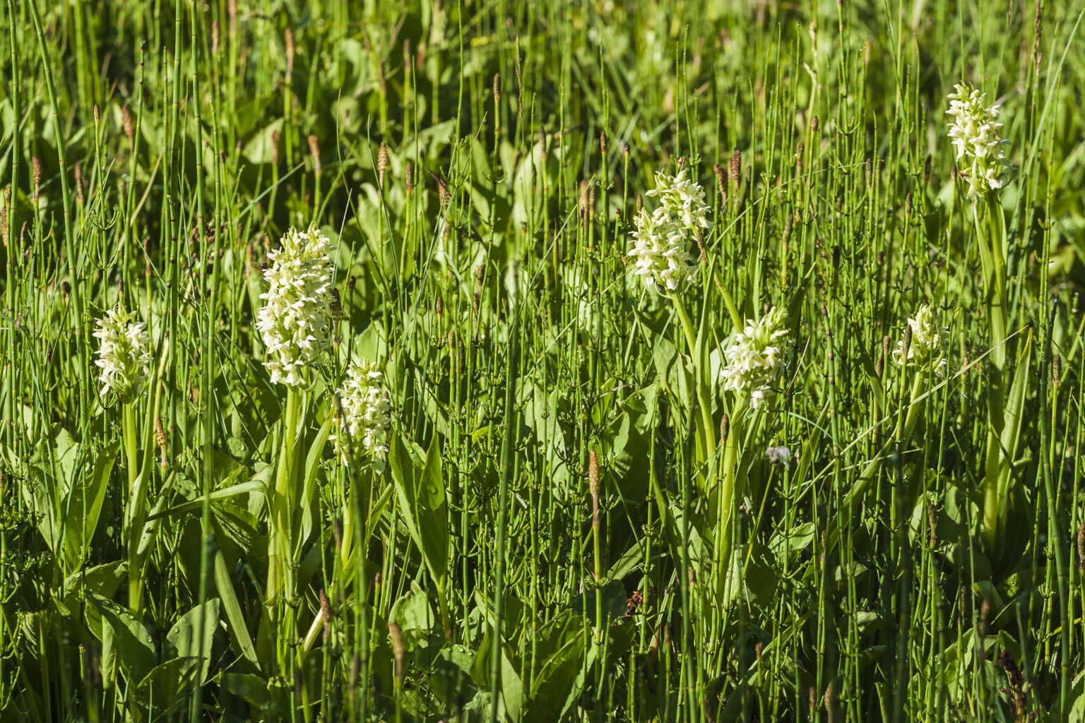 Die 7 beliebtesten wilden Orchideen