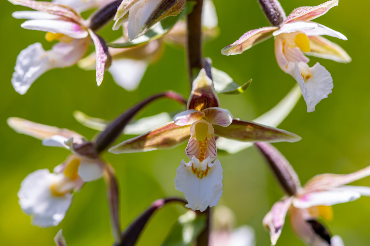 Die 7 beliebtesten wilden Orchideen