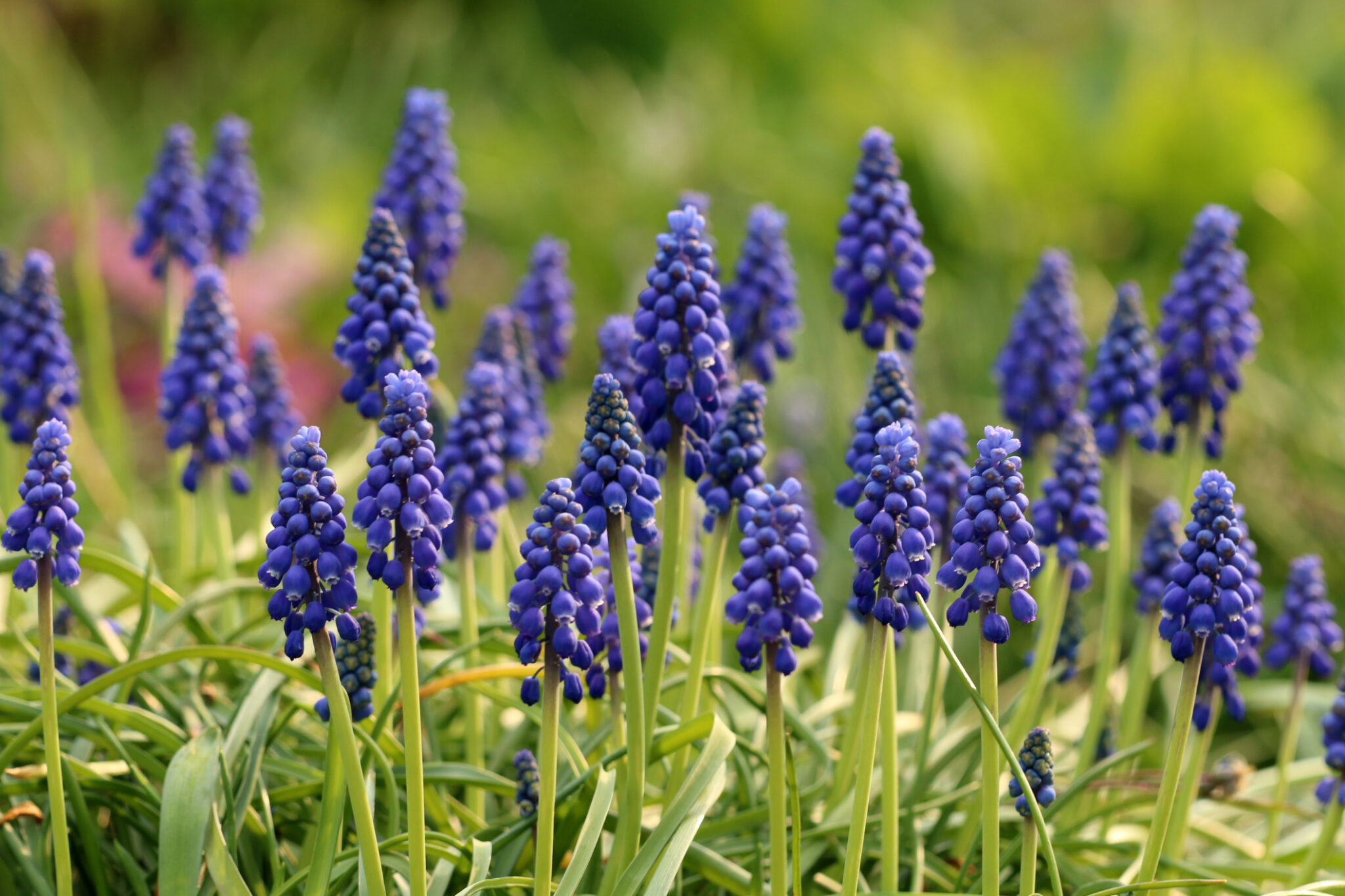 Die 7 beliebtesten blauen Blumen